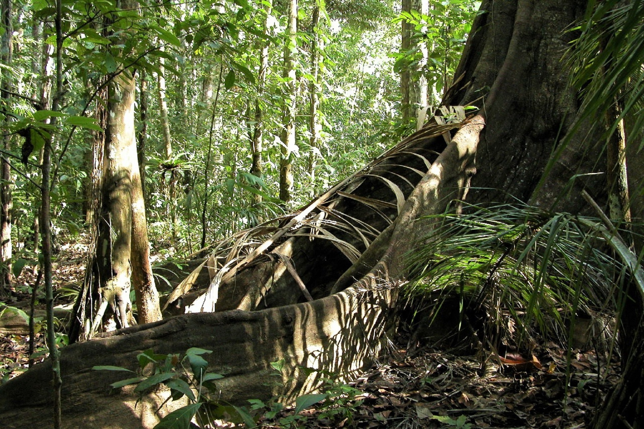 Giant tree in Manu - Guadalupe Lodge - Wild Watch Peru