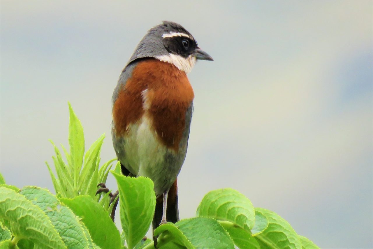 Condor Watching Tour in Cusco + 4 Endemics Expand Your BirdList