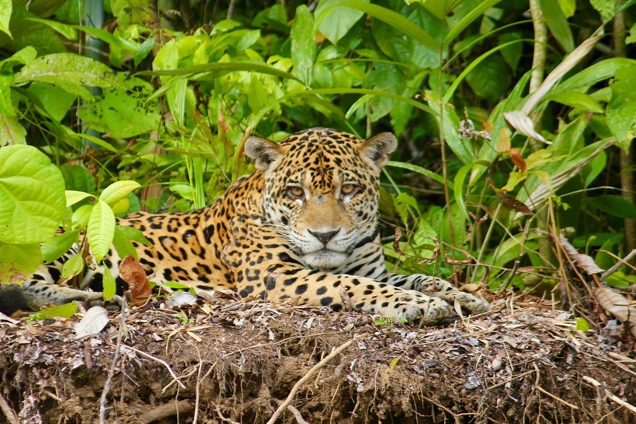 Is the Amazon Rainforest in Peru? Top 10 Facts and Insights