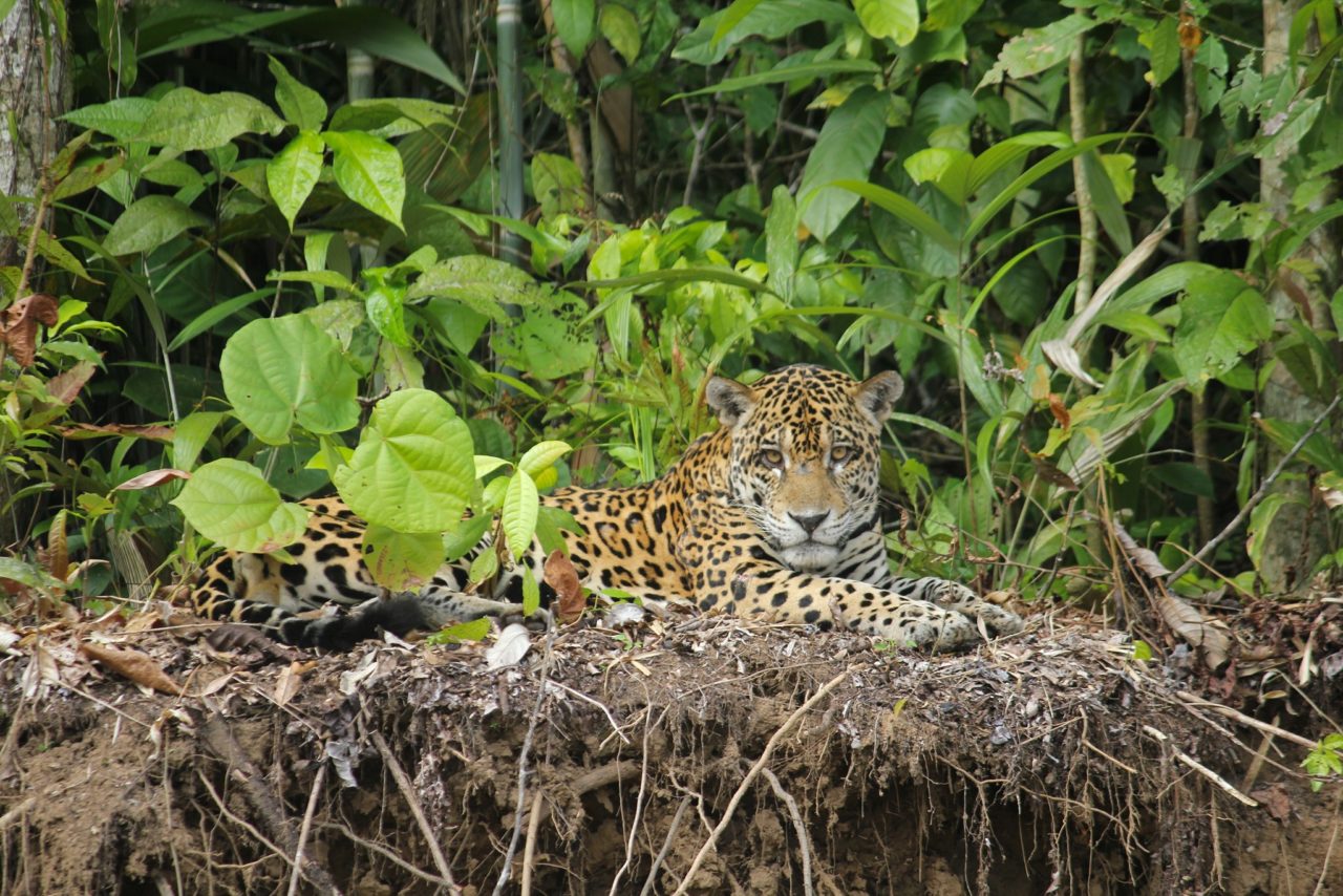 Discover Peru Amazon Jungle Tours for 2025 Adventures