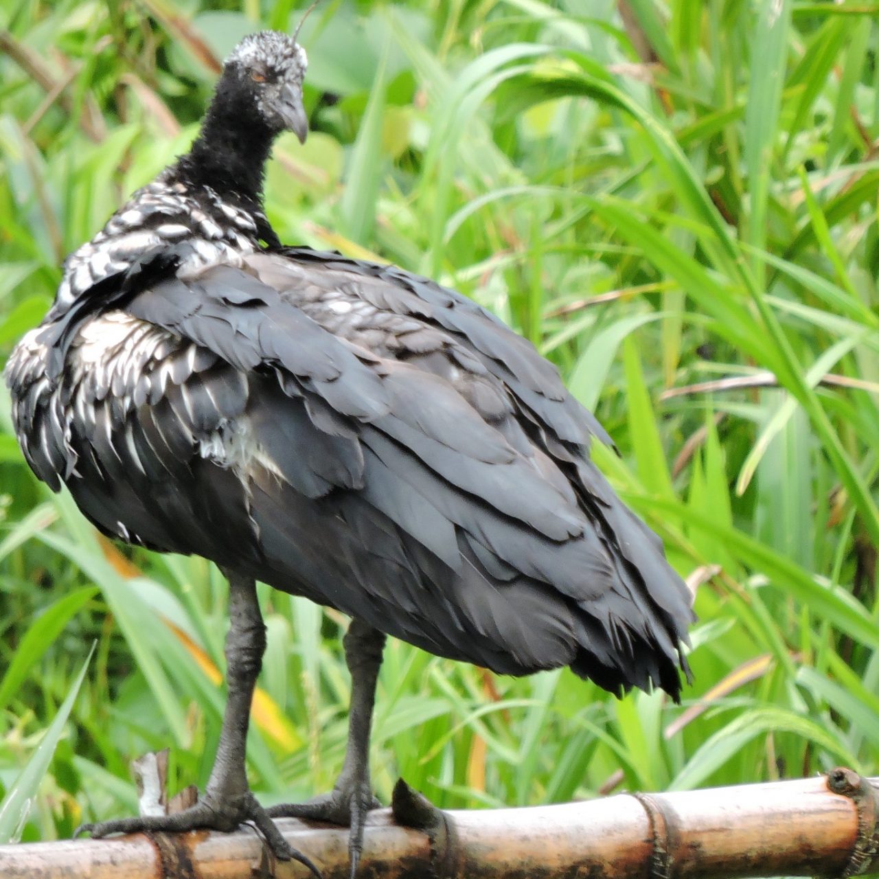 Manu National Park, one of the most diverse in terms of animals species