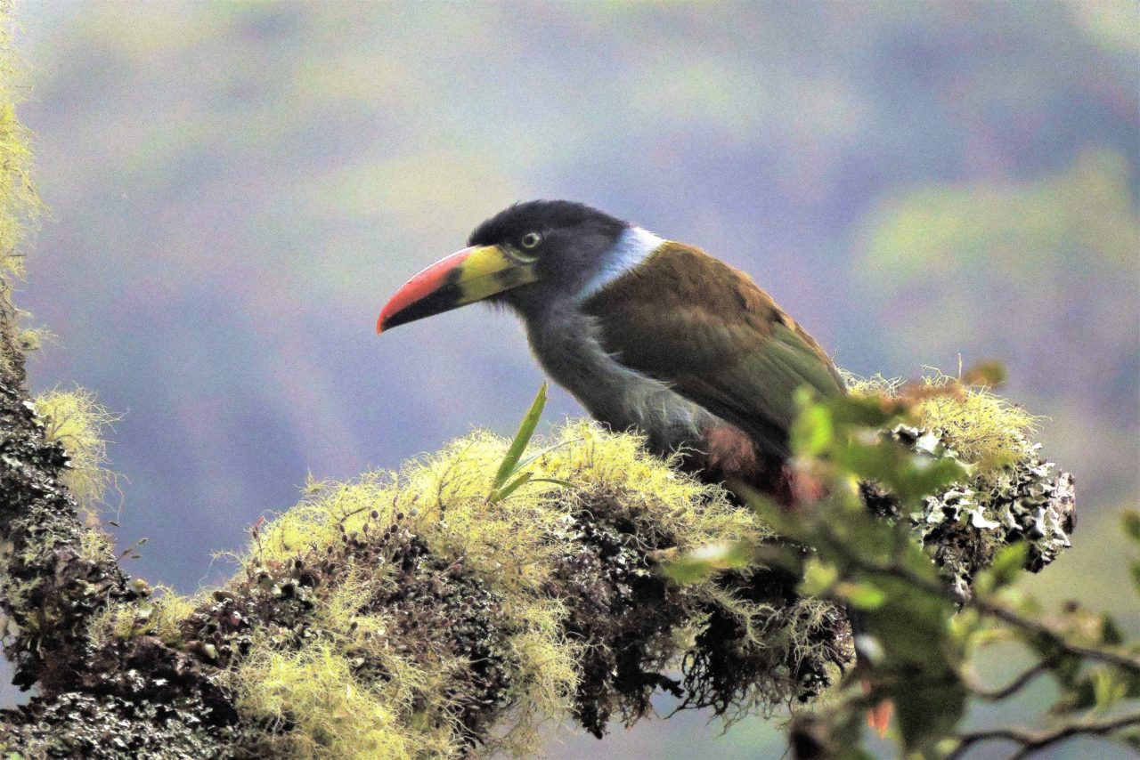 Birdwatching in Peru 10 Days: Best of Manu National Park