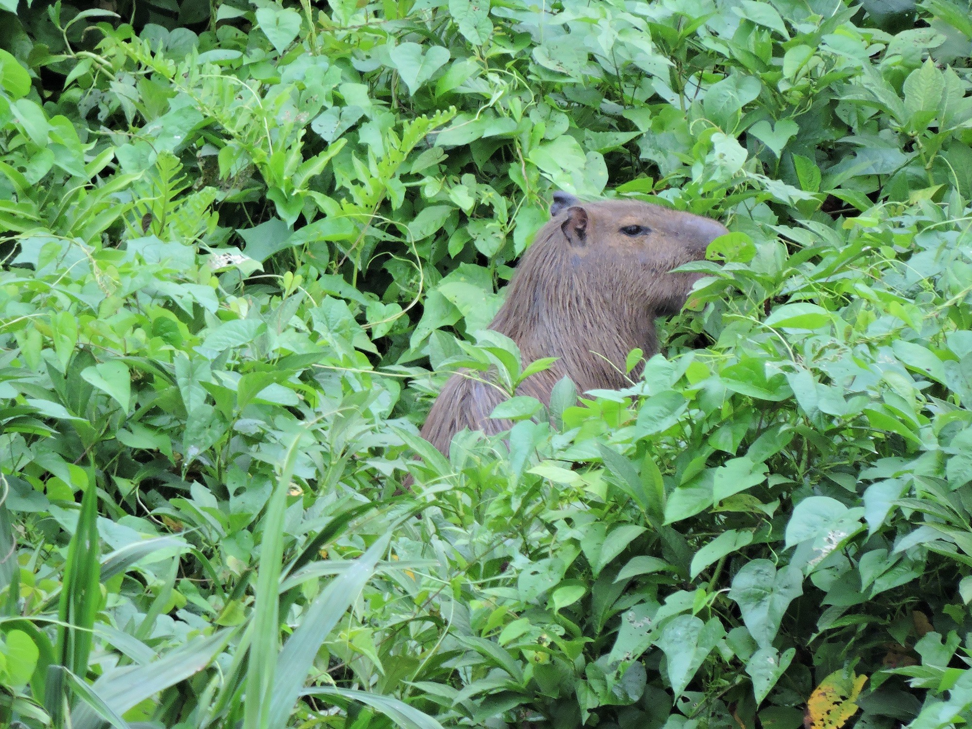 How to see Capybaras in Manu? 5 best tips from local guide!