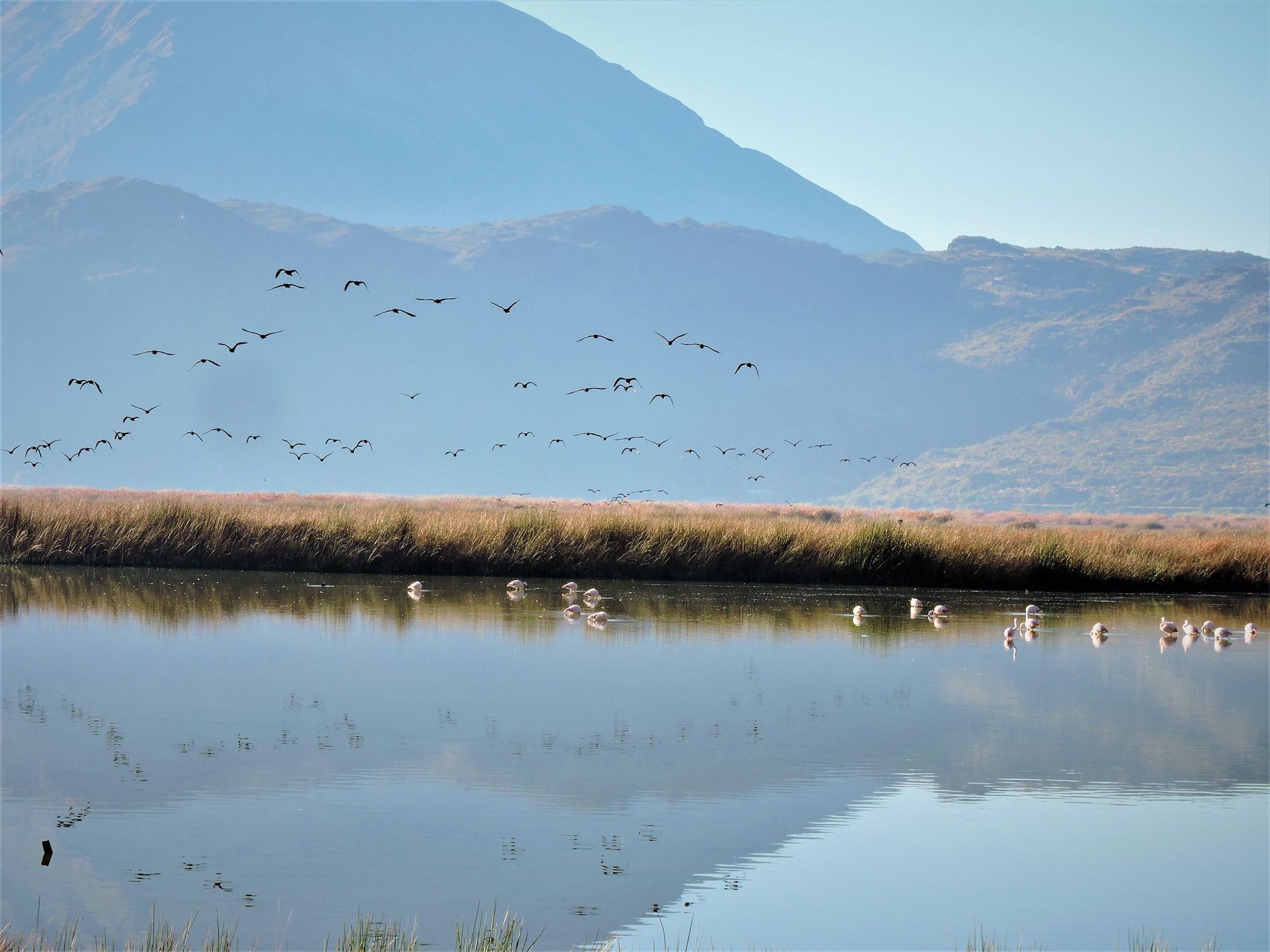 How to See More Than 100 Birds: Inspiring Journey in Cusco